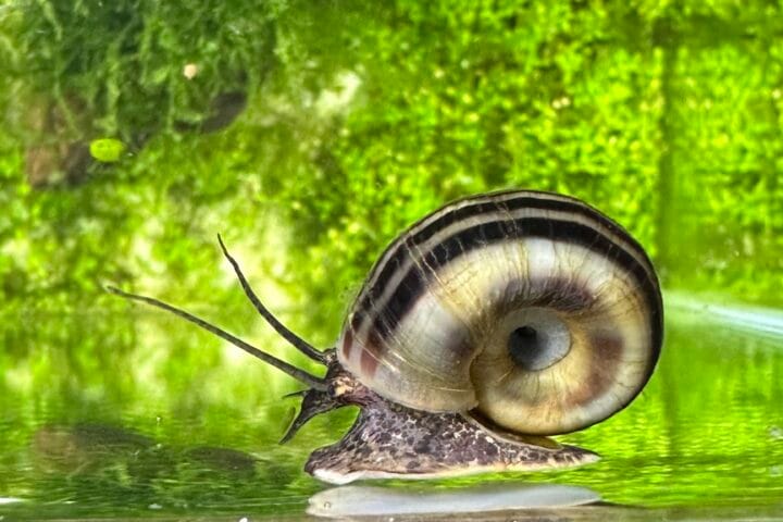 Accueil - Bourse aux poissons, échanges et dons - Fish Finder