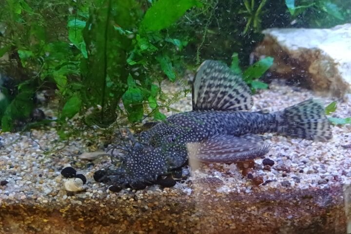 Accueil - Bourse aux poissons, échanges et dons - Fish Finder