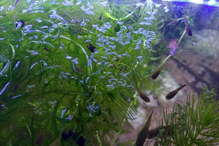 Accueil - Bourse aux poissons, échanges et dons - Fish Finder