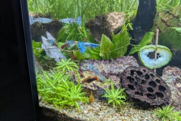Accueil - Bourse aux poissons, échanges et dons - Fish Finder