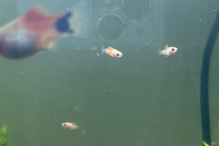 Accueil - Bourse aux poissons, échanges et dons - Fish Finder