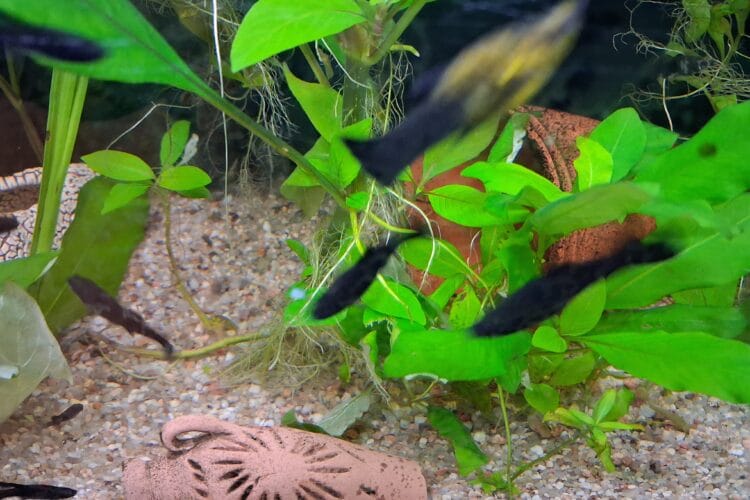 Accueil - Bourse aux poissons, échanges et dons - Fish Finder