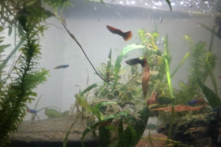 Accueil - Bourse aux poissons, échanges et dons - Fish Finder
