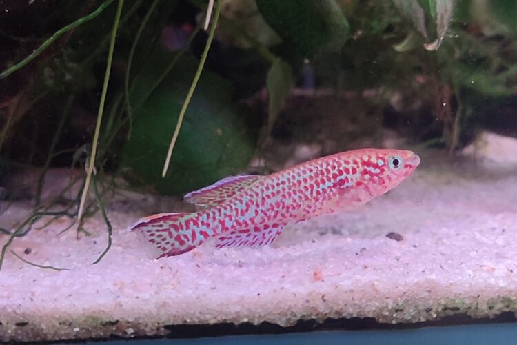 Accueil - Bourse aux poissons, échanges et dons - Fish Finder