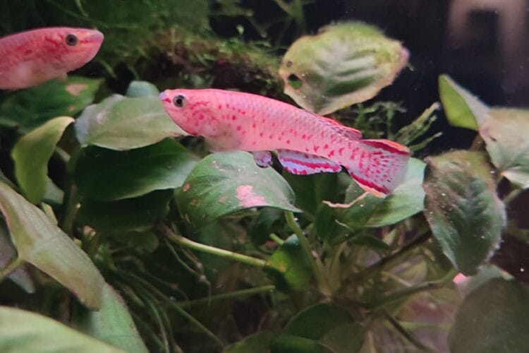 Accueil - Bourse aux poissons, échanges et dons - Fish Finder