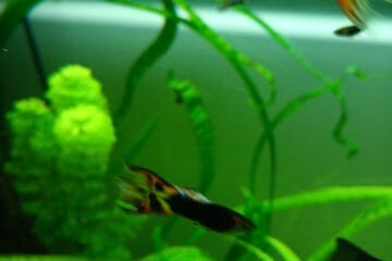 Accueil - Bourse aux poissons, échanges et dons - Fish Finder
