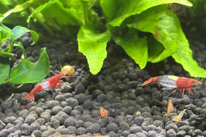 Accueil - Bourse aux poissons, échanges et dons - Fish Finder