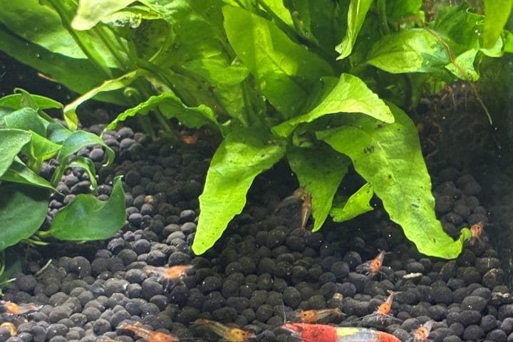Accueil - Bourse aux poissons, échanges et dons - Fish Finder